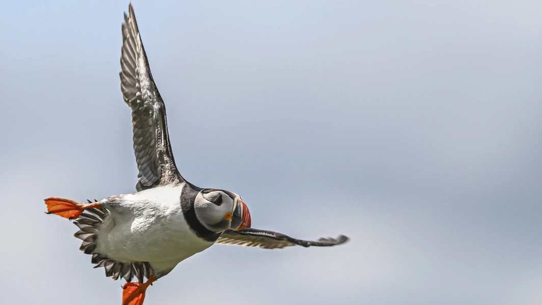 Fascinating facts about Atlantic puffins