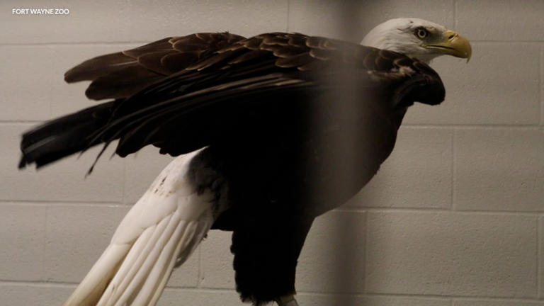 Bald eagle arrives at Fort Wayne Zoo