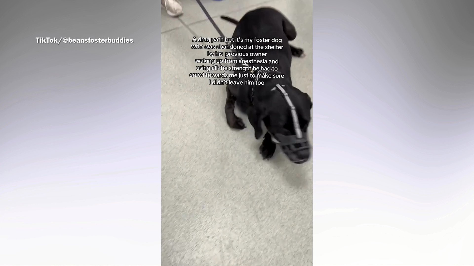 Rescue dog crawls to foster parent after surgery