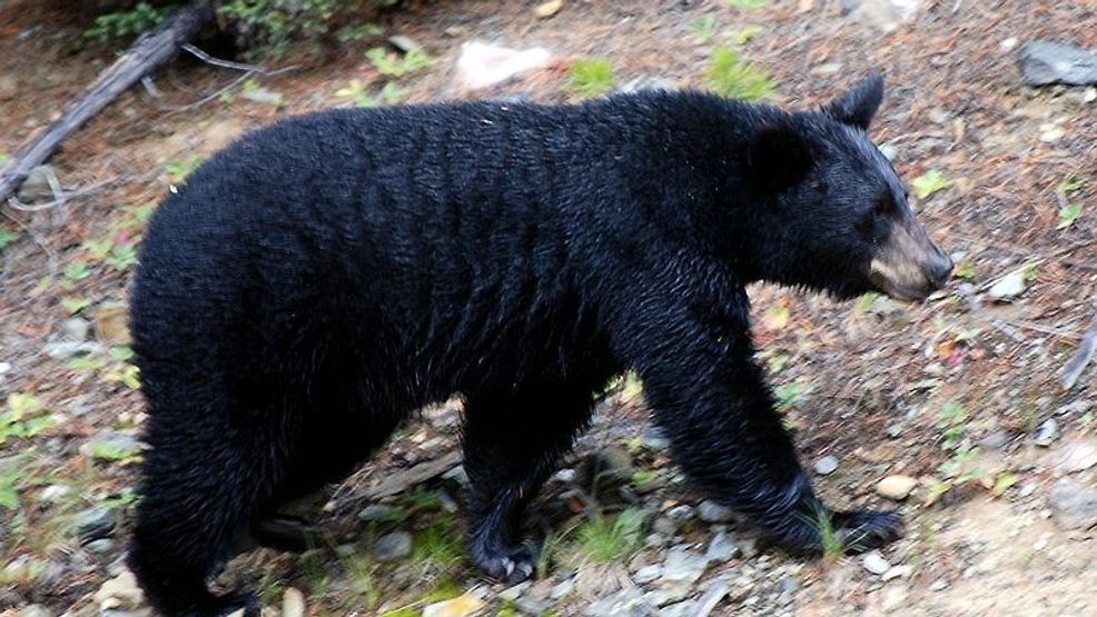 Man injured in bear encounter on Mount Si; trail closure requested