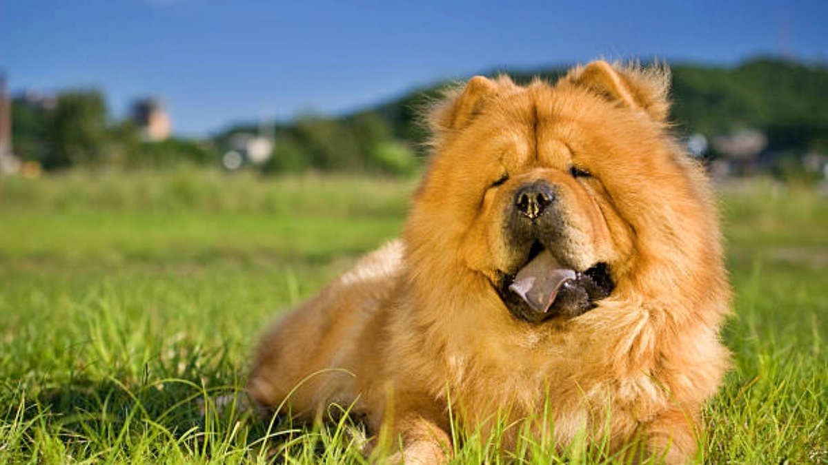 Your personality has more in common with these 12 dog breeds than you think