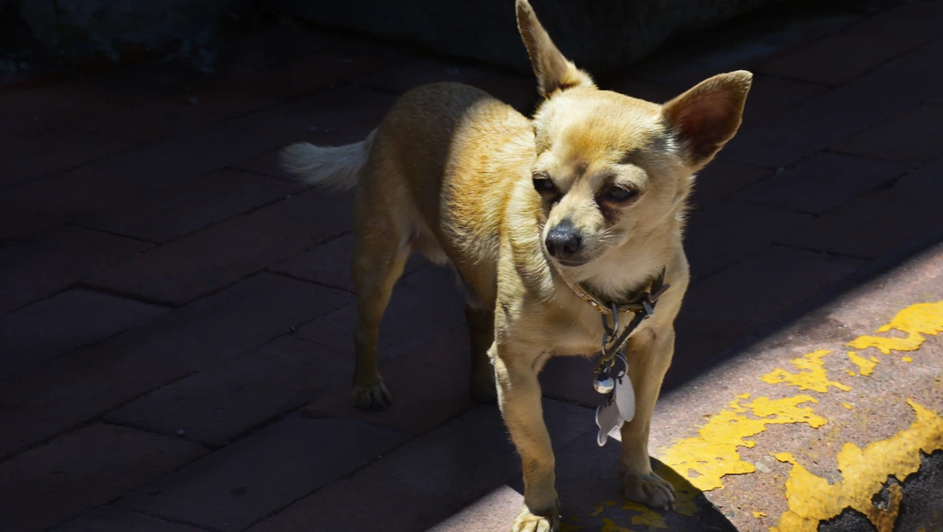 12 small dog breeds full of personality