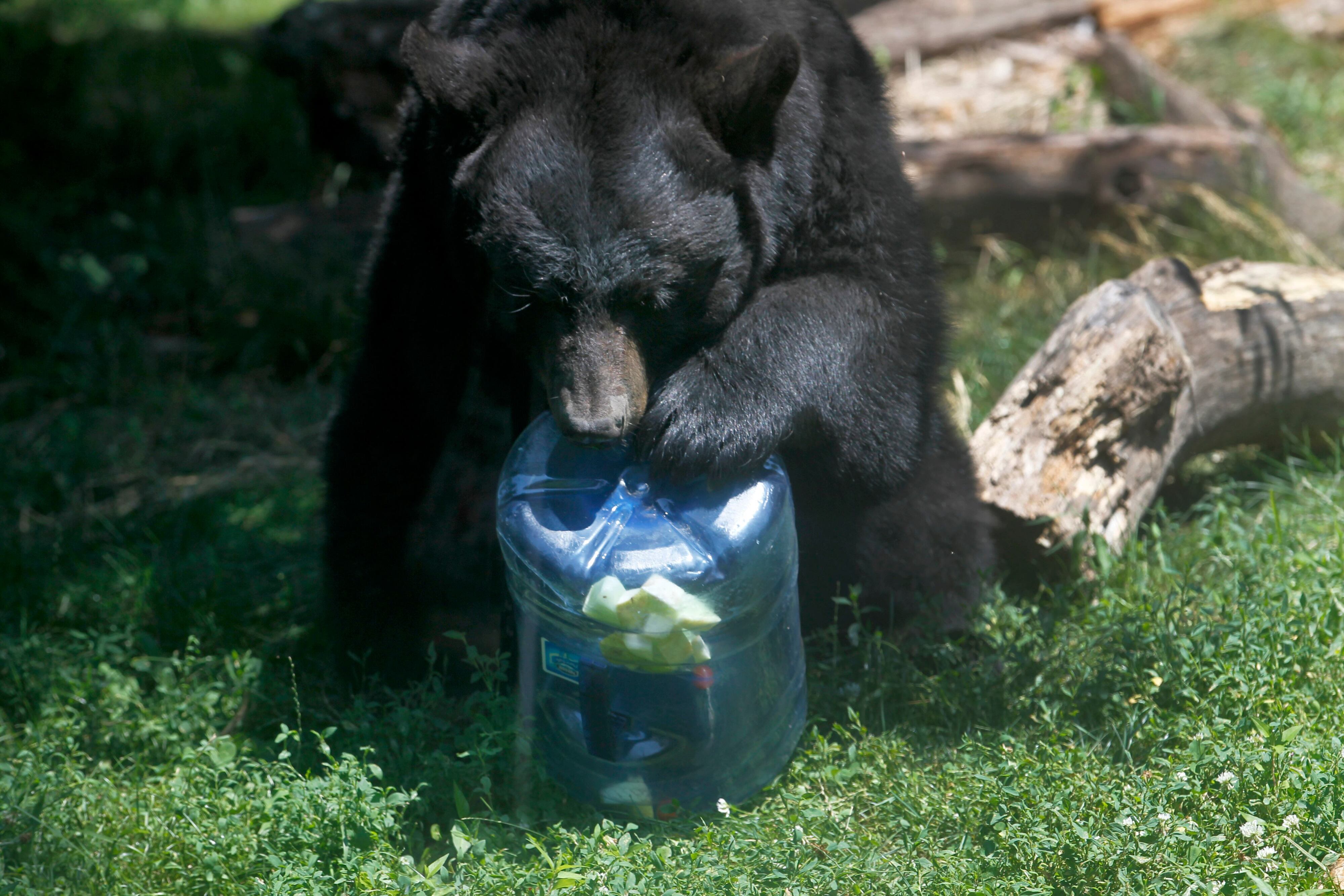 Bear seen roaming in backyards of NJ homes captured, police say