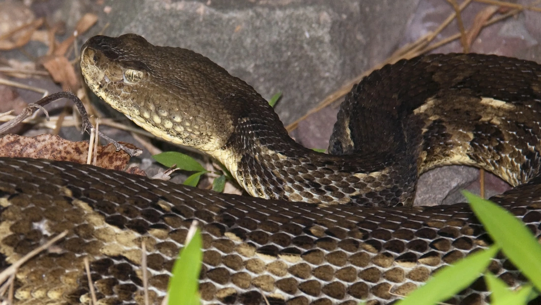 8 US states with the highest venomous snakebite rates