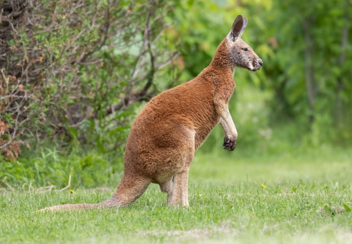 Kangaroo 'Joey' caught by Quebec Environment Ministry after days on the ...