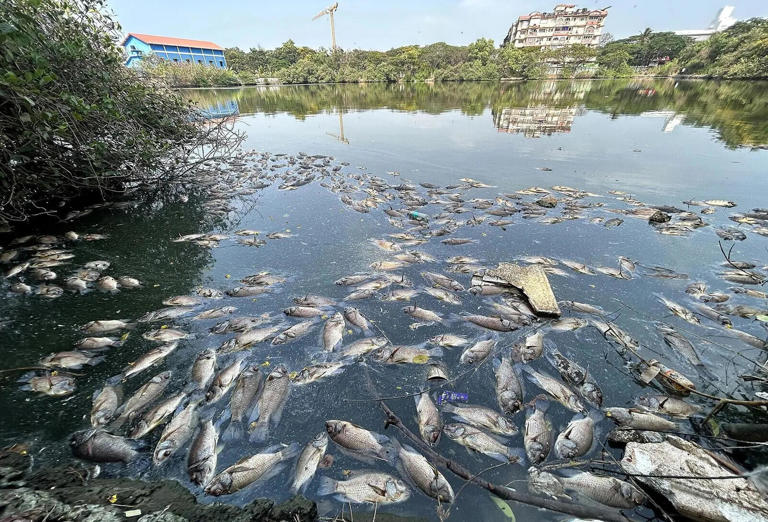 Mala Lake sewage fix still incomplete, HC told