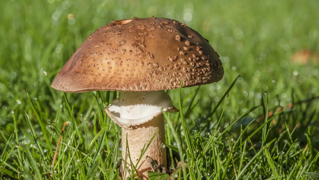 Scientists map 110 quadrillion km underground fungal network