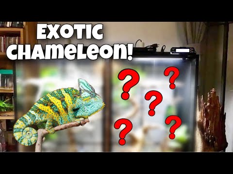 Giving my color-changing chameleon a new home