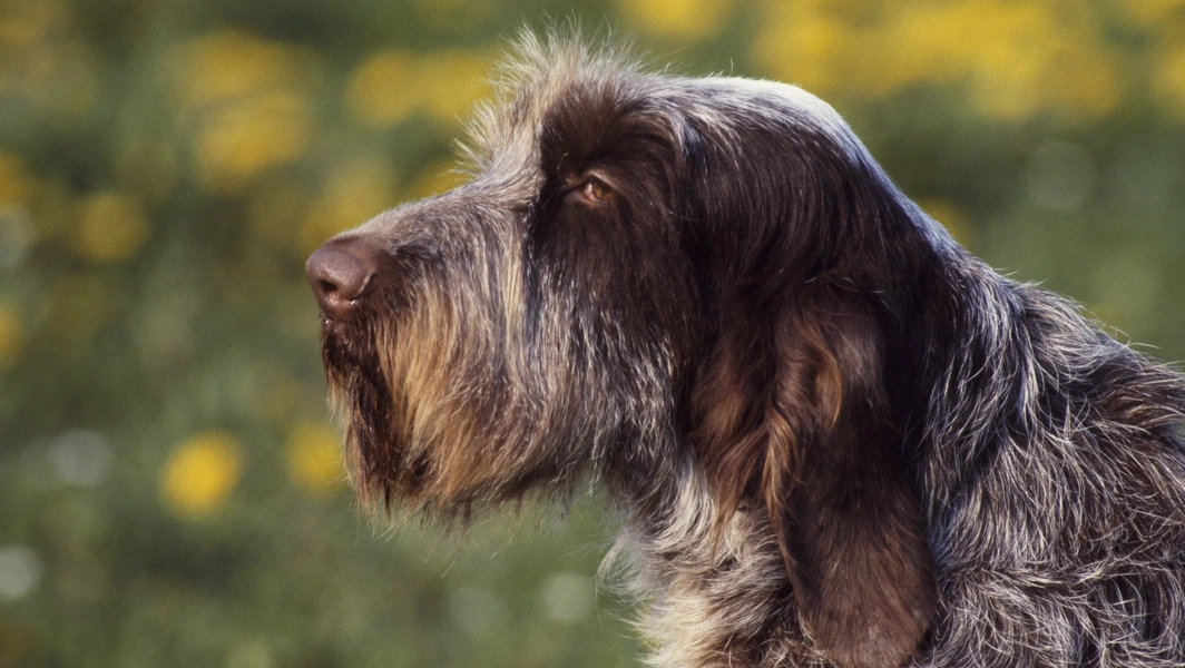13 rare and historic dog breeds