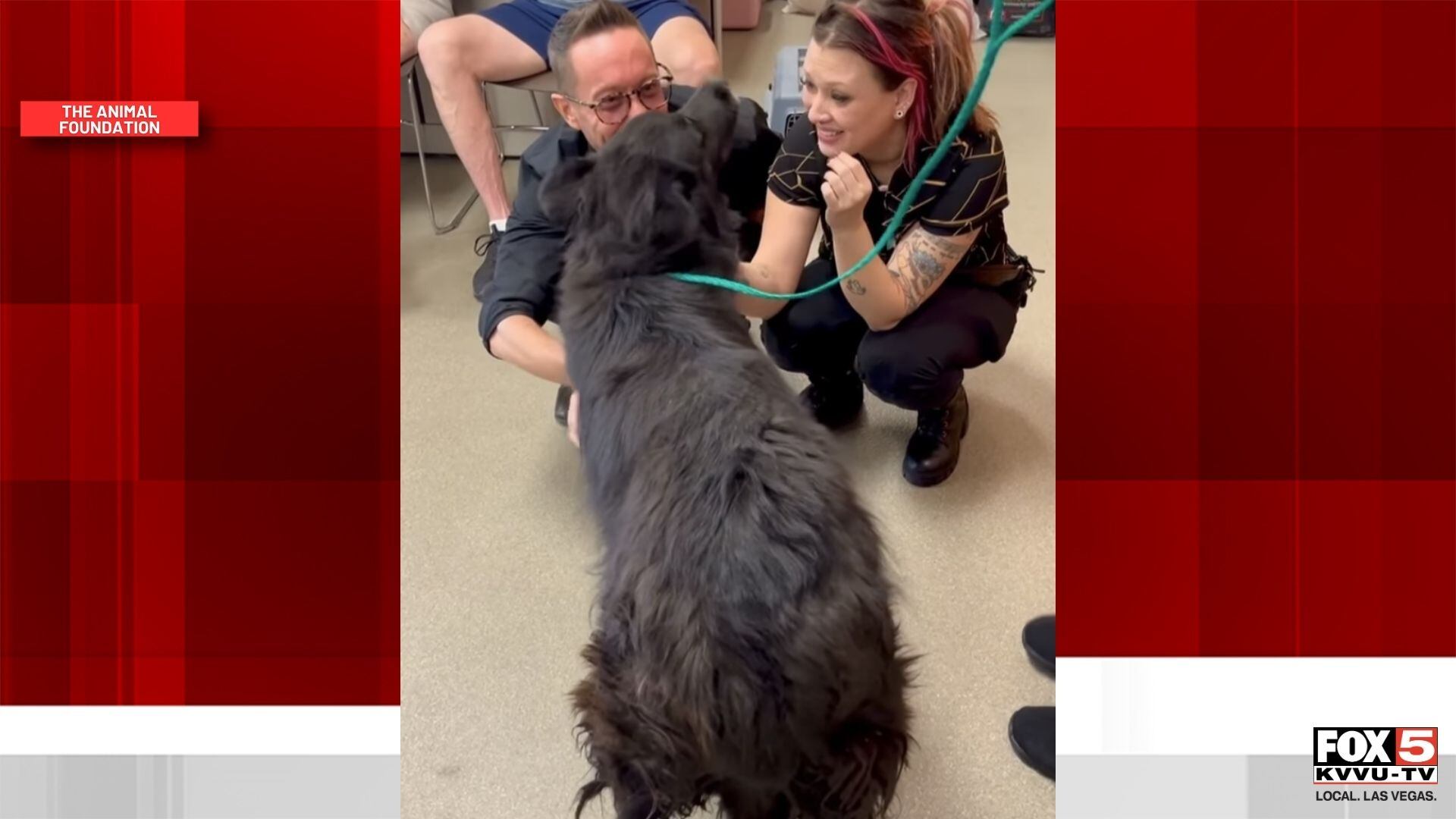 Lost in 2019, found in 2025: The Animal Foundation shares story of ...