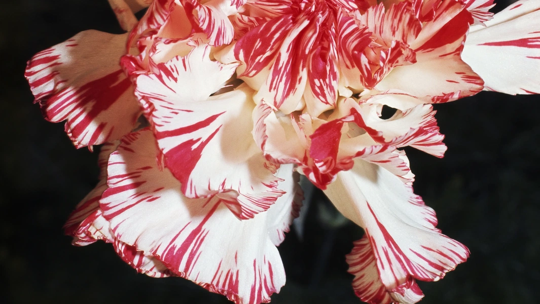 9 Mother’s Day traditions worldwide