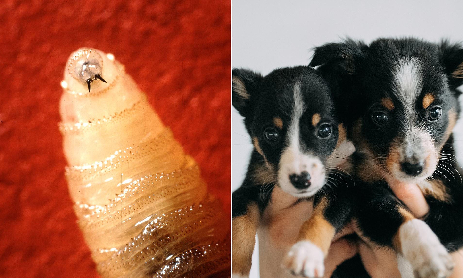 Alert issued over risk from cats and dogs as human flesh-eating ...