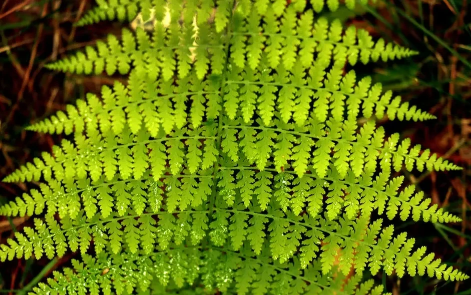 Boston fern care tips for lush green vibes