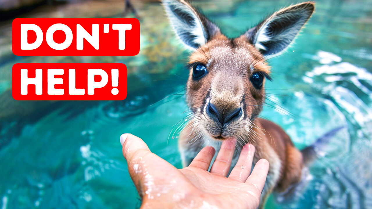 Avoid water play with kangaroos for your own safety