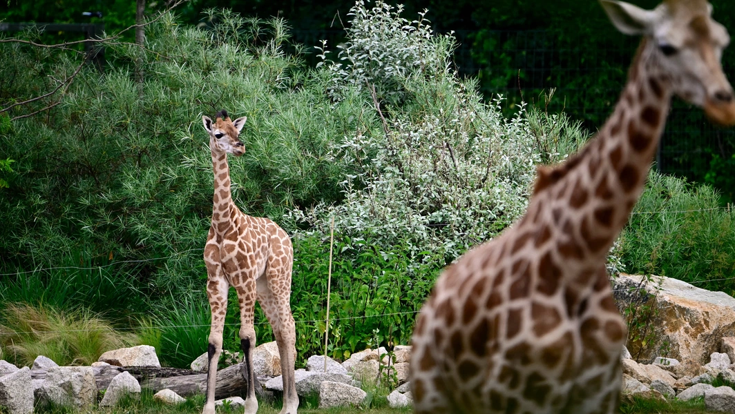 Giraffe biology, behavior, and conservation