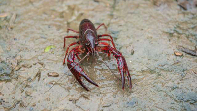 Lobster-like crayfish confirmed in Ontario, and officials warn it could ...