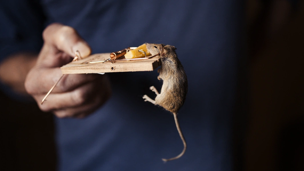 Identifying and eliminating house mice