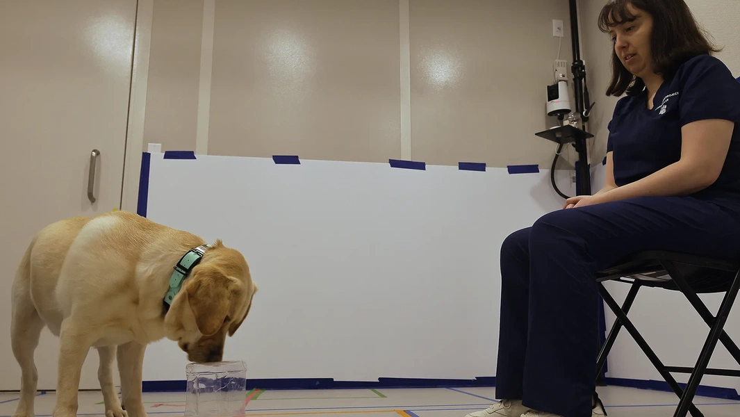How dogs detect untrustworthy people