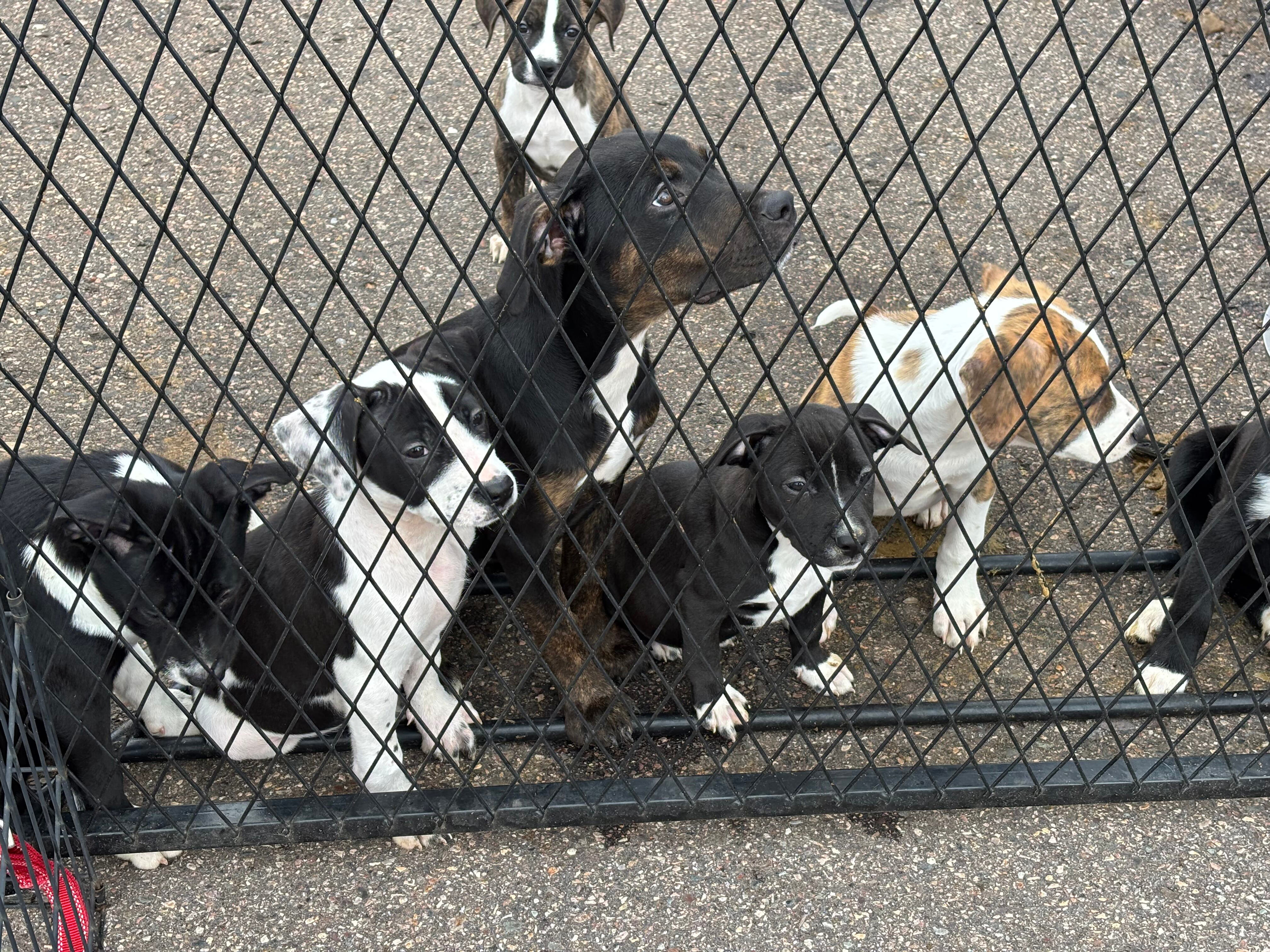 UPAWS reopens after parvovirus outbreak, all puppies made a full recovery
