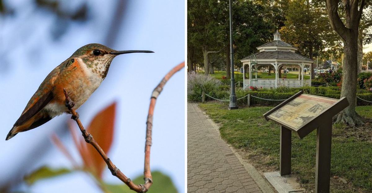 You can get up close to wild hummingbirds at this enchanted New Jersey ...