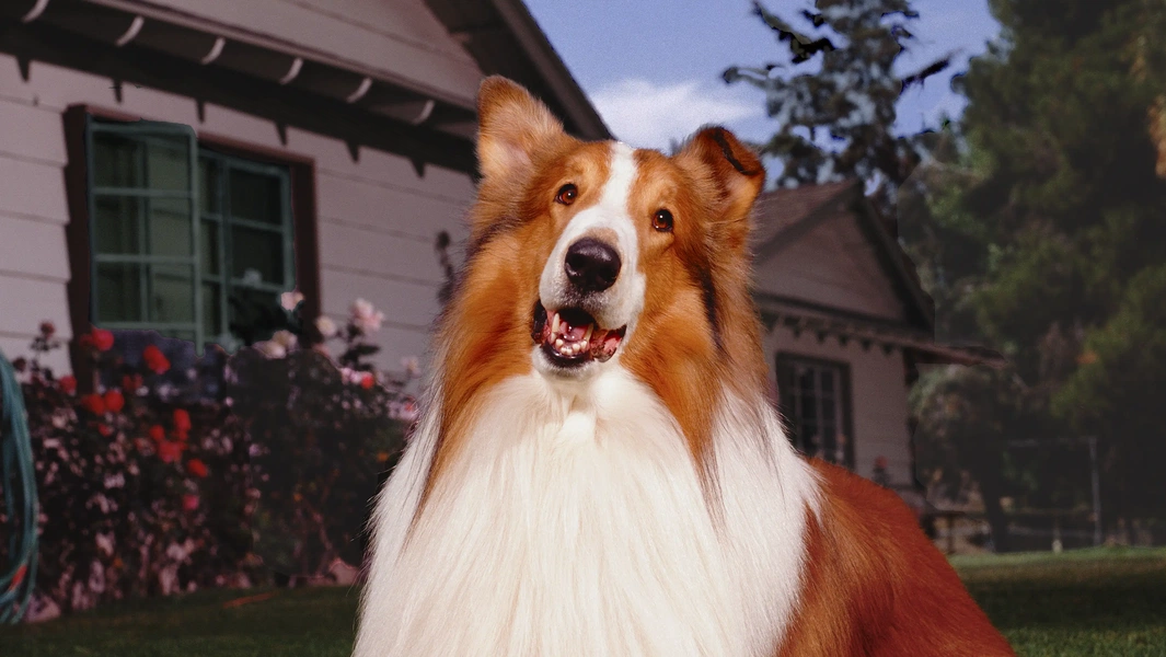 17 famous animals that captivated the world