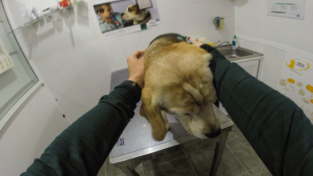 How words affect dog behavior and emotions
