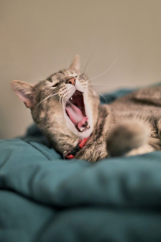 Why having a cat is good for your health
