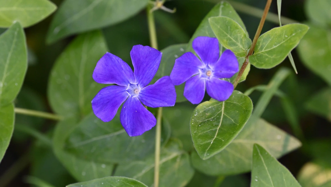 17 plants that attract and shelter snakes