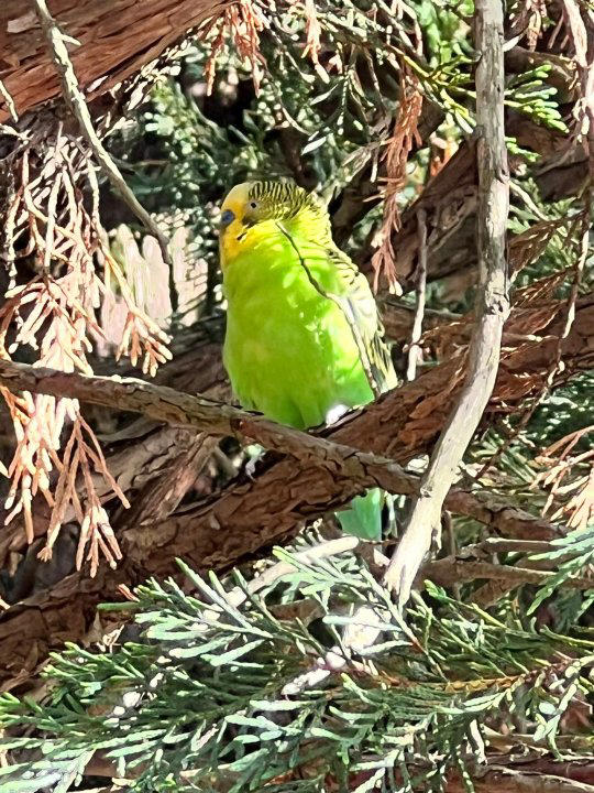 Firefighters rescue bird in Potomac using birdseed