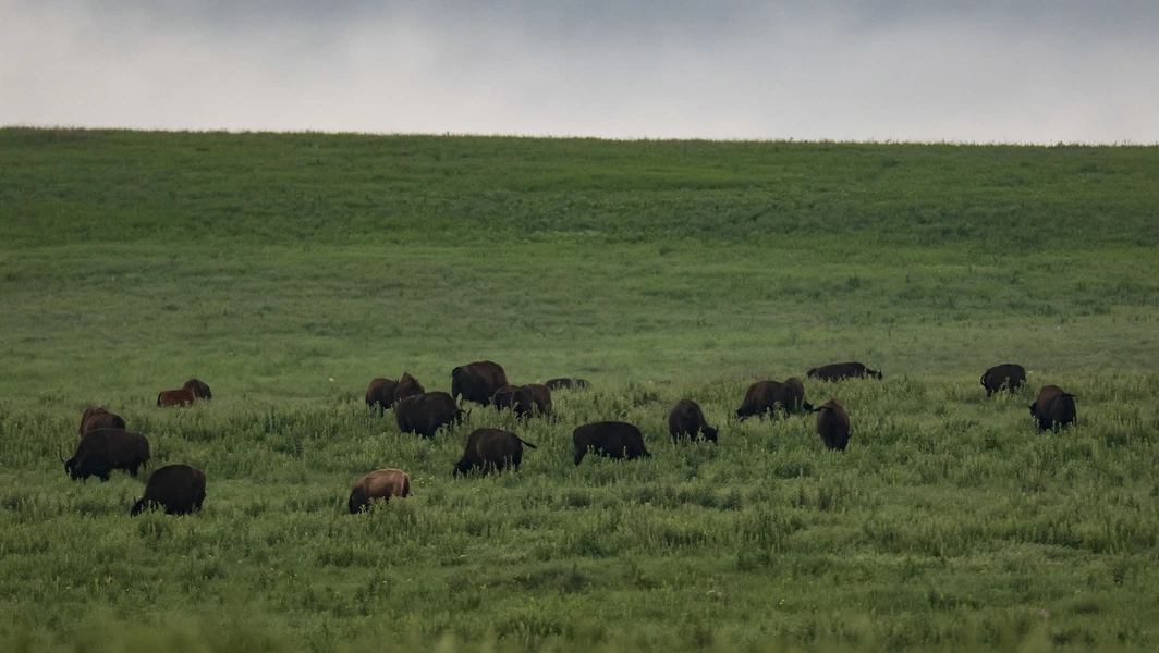 Bison conservation and viewing across the Midwest