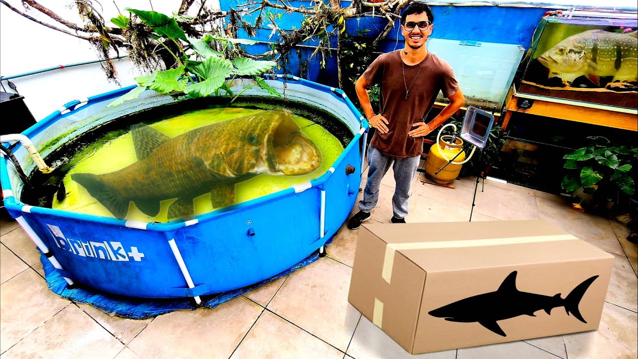 Peixes monstros carnívoros na piscina experiência incrível