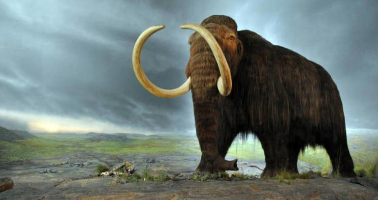 Reindeer herders stumble upon 10,000-year-old woolly mammoth skeleton ...