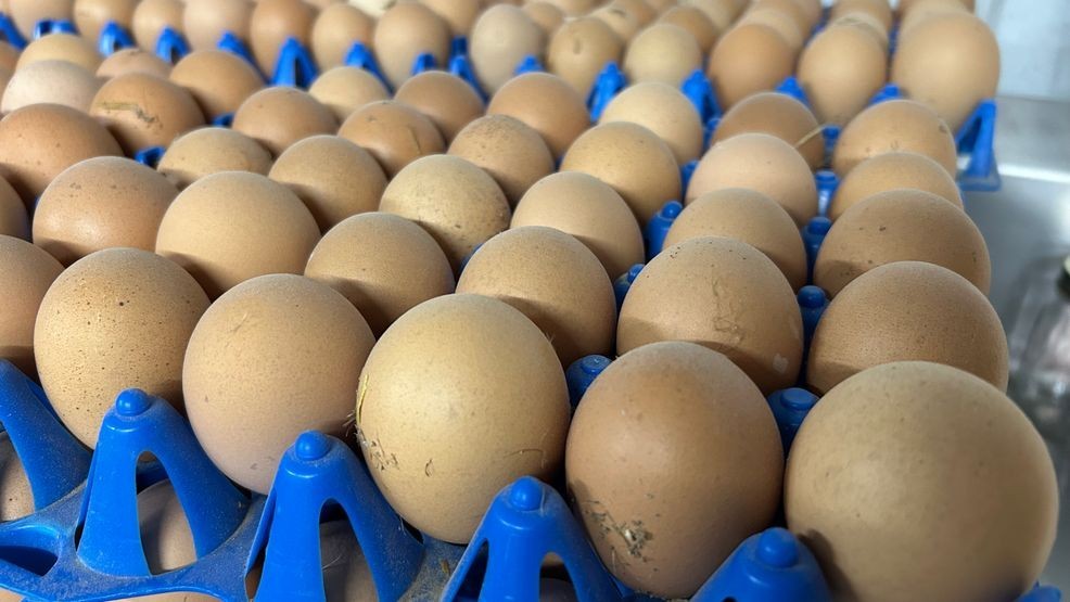 Denmark family farm worries about low market prices as Wisconsin egg ...