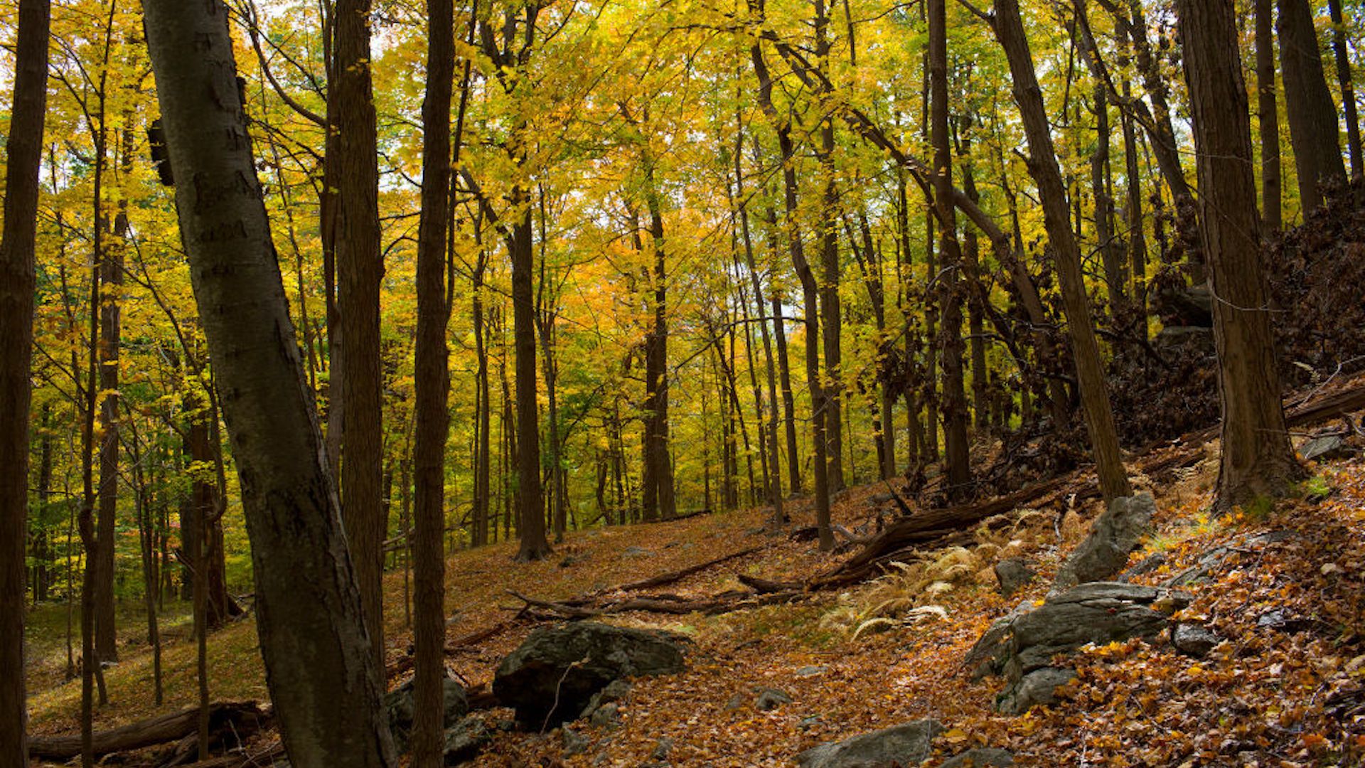 The best dog walks in the US