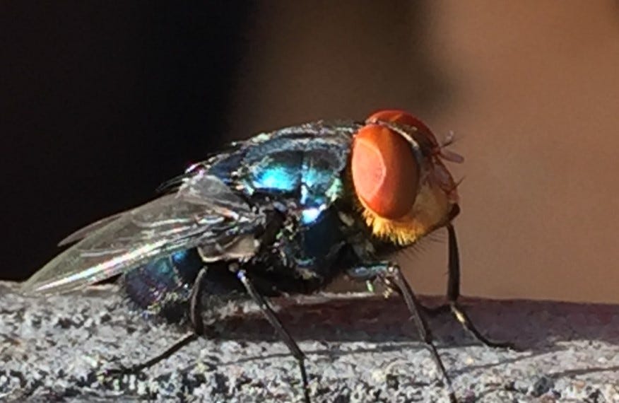 North Carolina adds animal rules as screwworm returns to US
