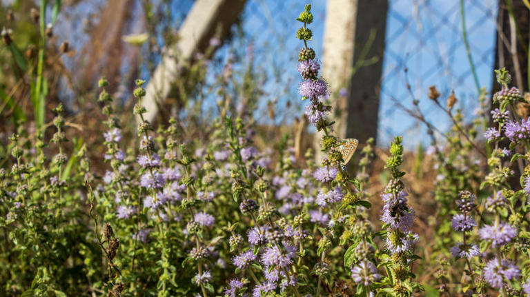 Reconsider Using This Fly-Repellant Flower If You Have Pets