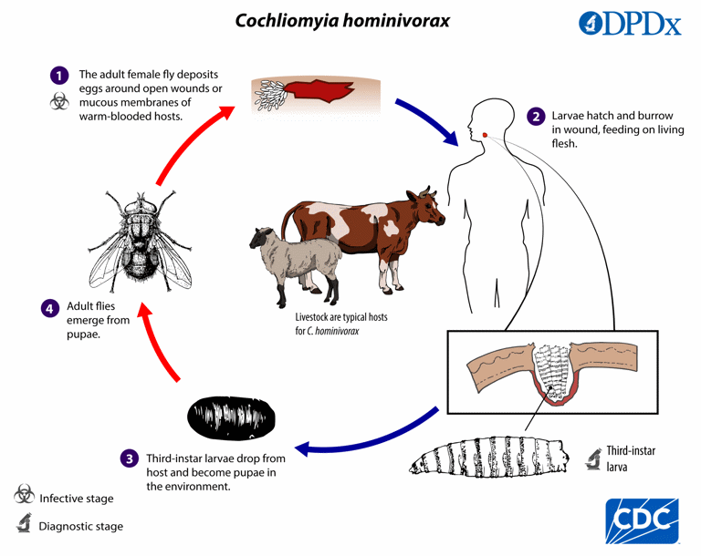 North Carolina adds animal rules as screwworm returns to US