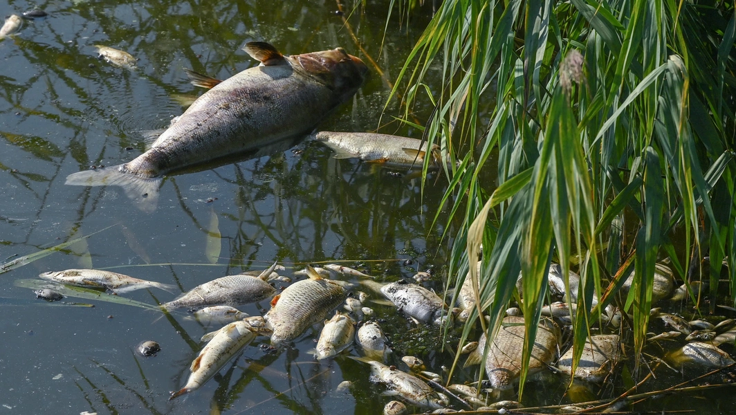 San Carlos Lake closure follows massive fish die-off