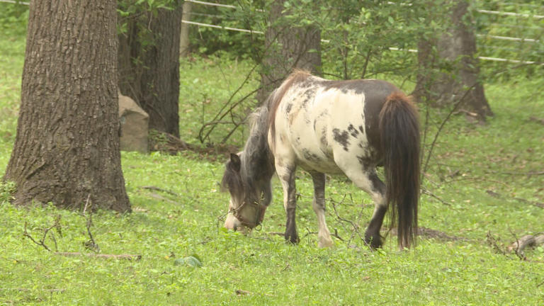 Ponies found: Two ponies returned home safe after nearly 24-hour search
