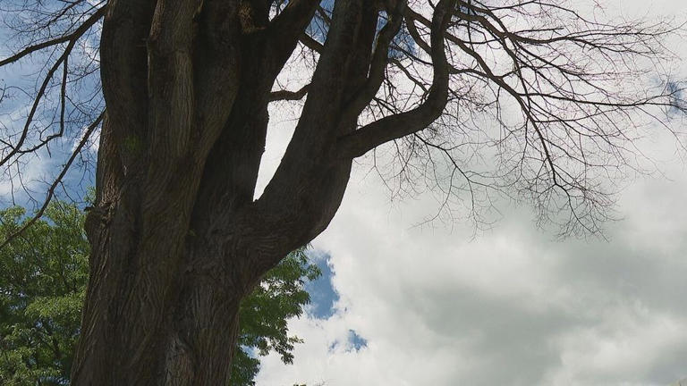 Waterville hosts farewell ceremony before cutting down final elm tree