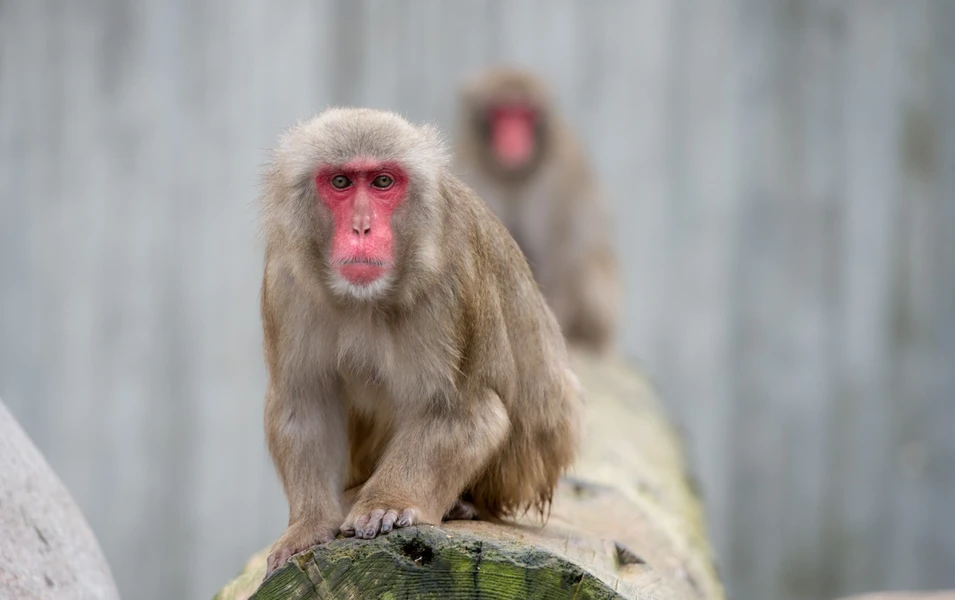Monkeys show the sweet spot of curiosity