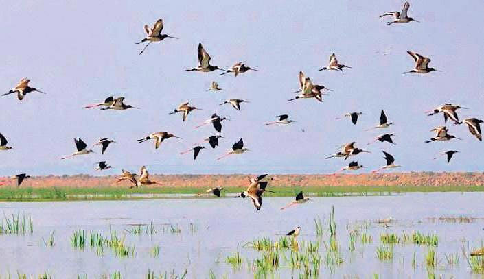 98 bird species spotted during bird exercise at Kousika River