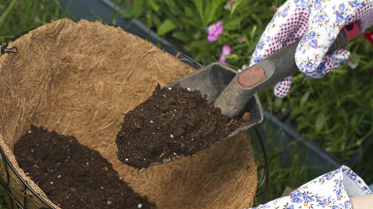 Reconsider Using This Fly-Repellant Flower If You Have Pets