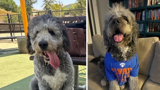 LAPD dog shooting: Jameson's owner demands accountability, remembers ...