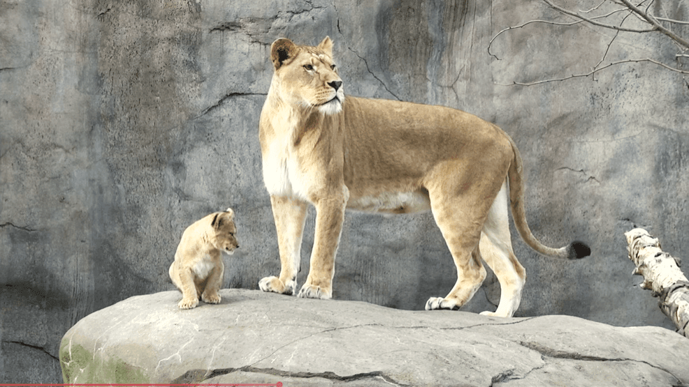 Oregon Zoo's beloved African lion Kya dies at age 18