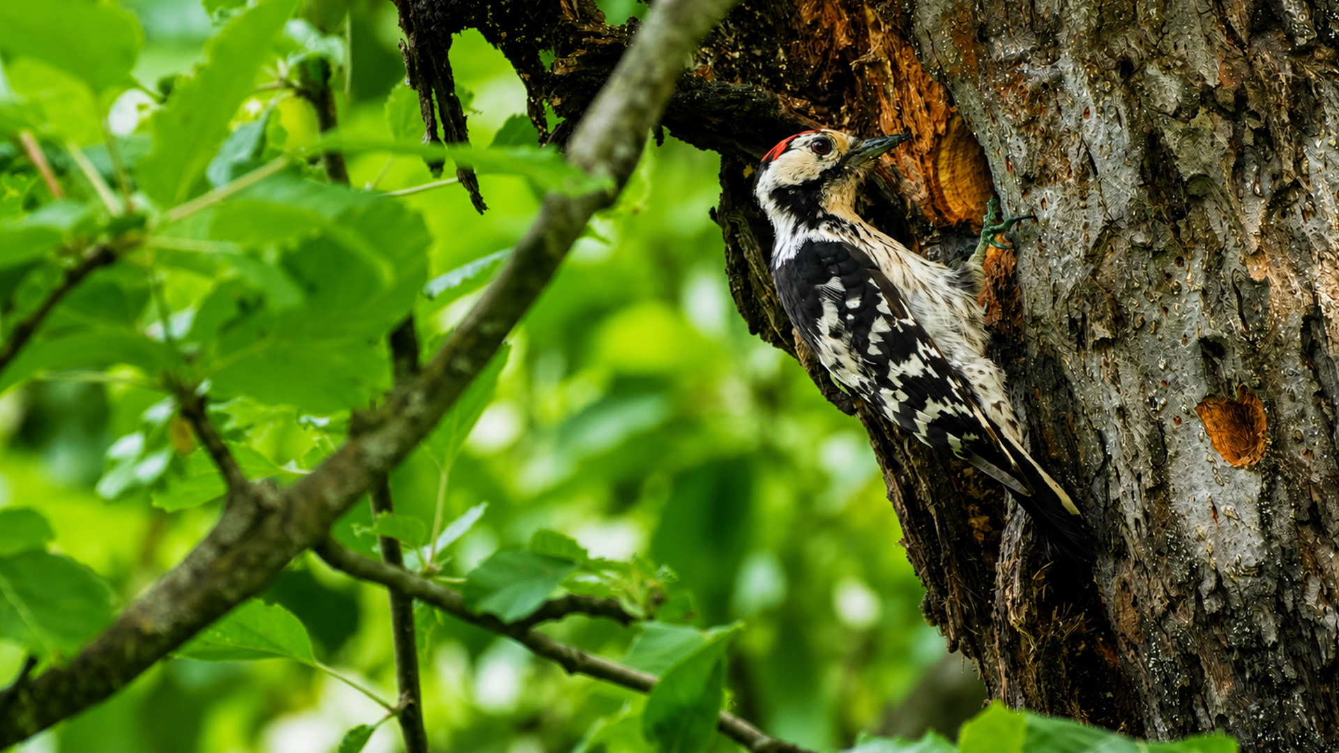 A quiet forest scene interrupted by a busy woodpecker