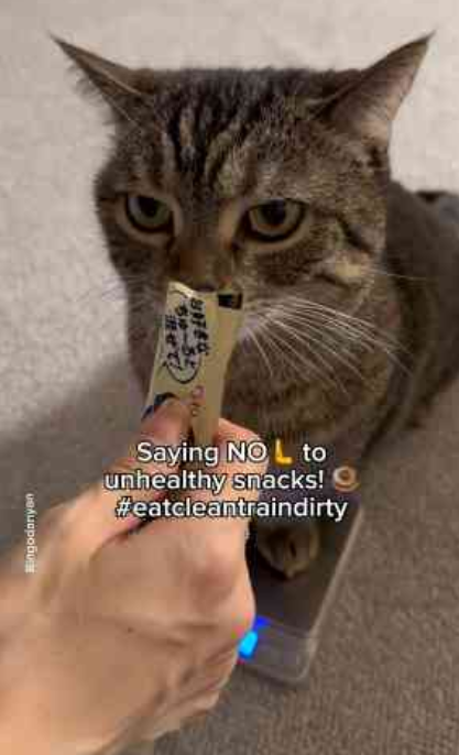 Why my vet loves my cat – heartwarming story