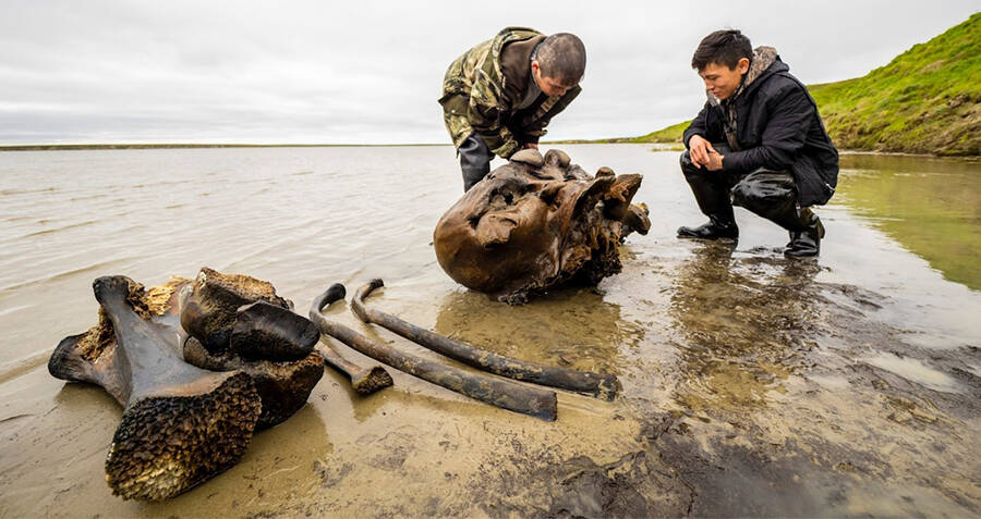 Reindeer herders stumble upon 10,000-year-old woolly mammoth skeleton ...