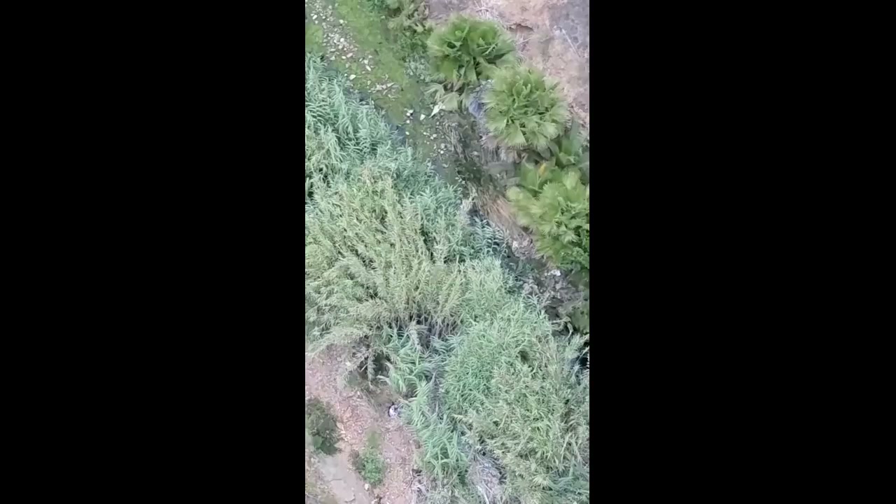 5-acre brush fire ignites after arson attack, suspect flees