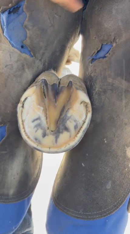 Satisfying farrier hoof cleaning and trimming transformation